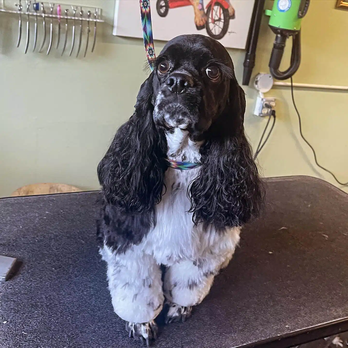 Gallery - Heidi's Grooming