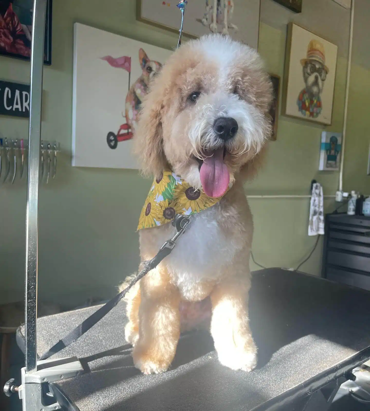 Gallery - Heidi's Grooming