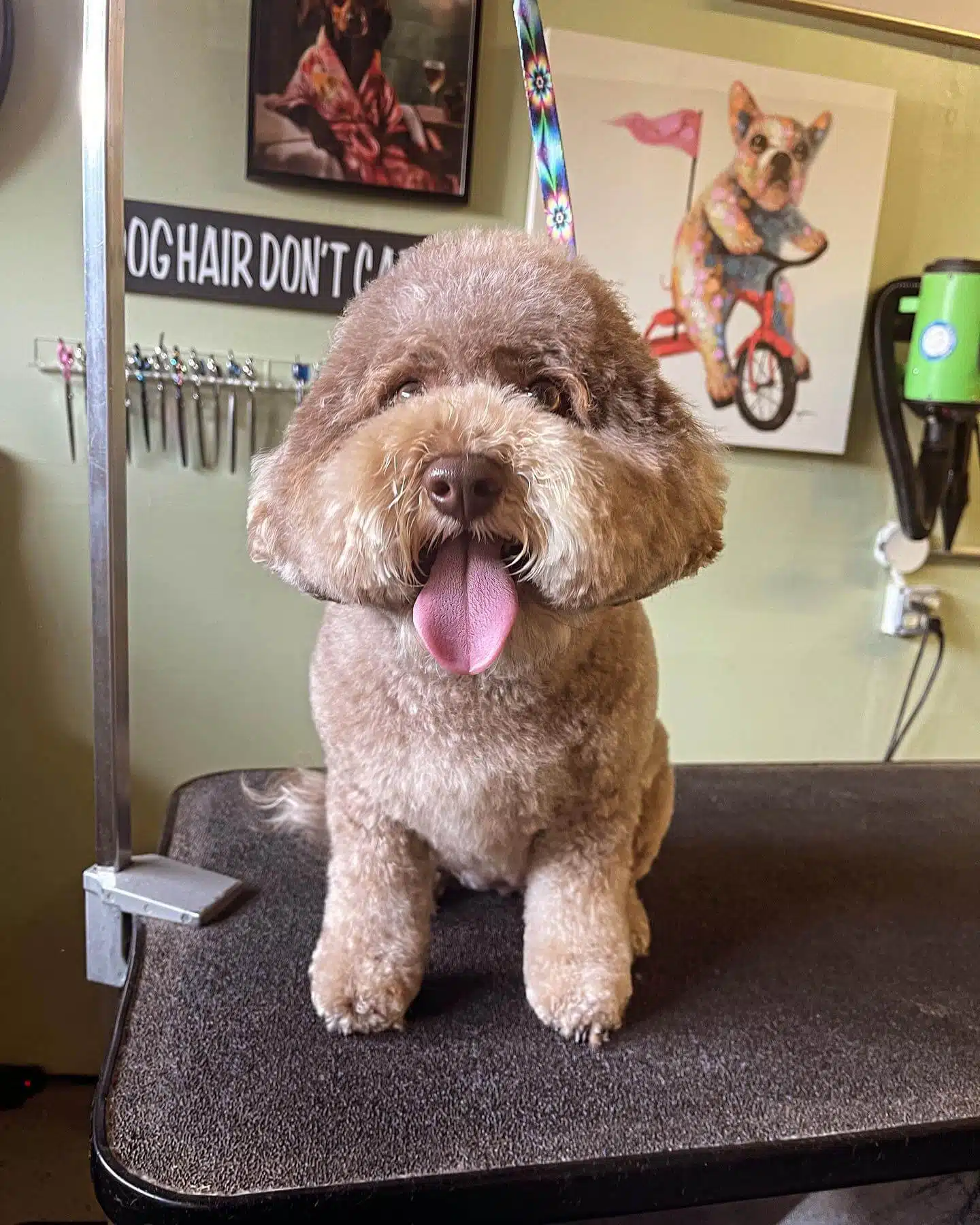 Gallery - Heidi's Grooming