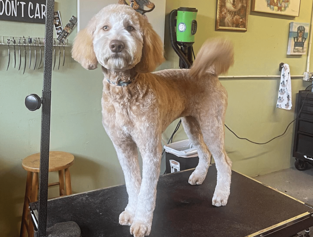 Services - Heidi's Grooming